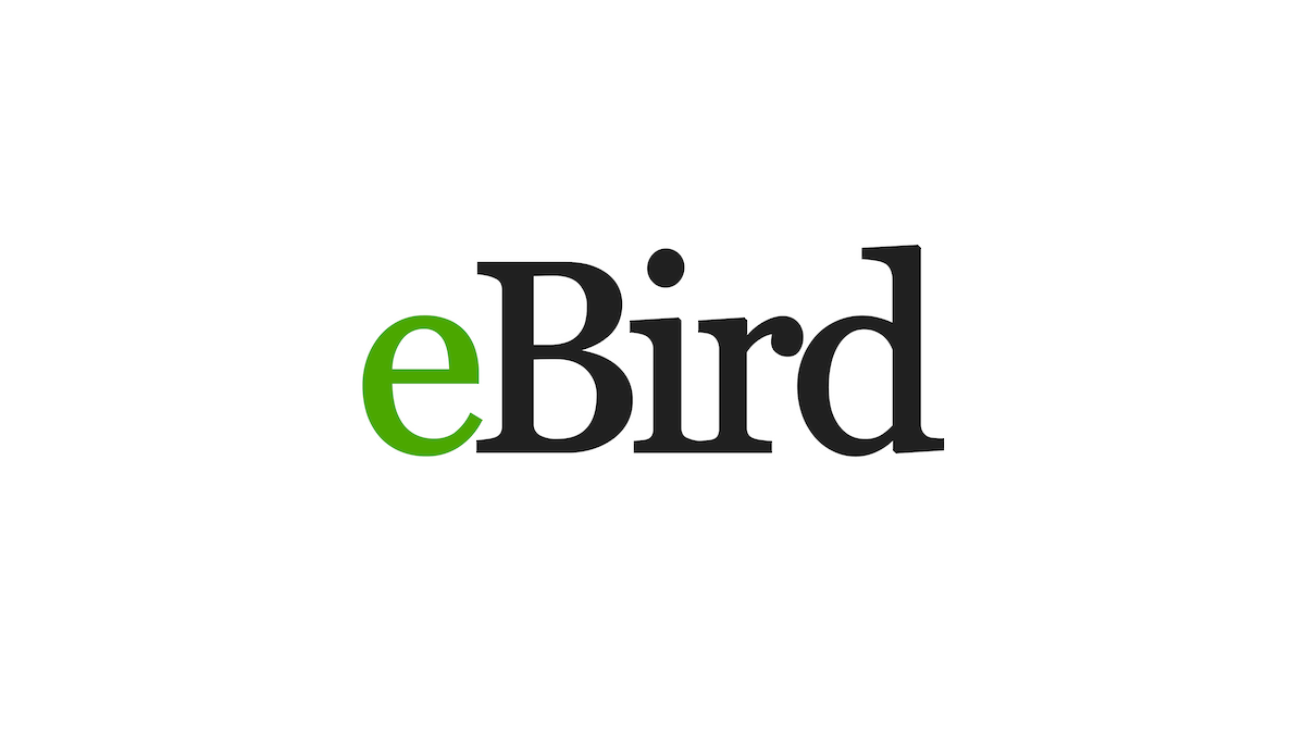 Kauai County Rare Bird Alert - Alerts - eBird