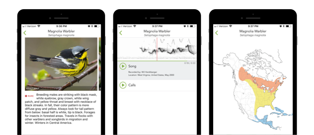 Moqueur roux - eBird